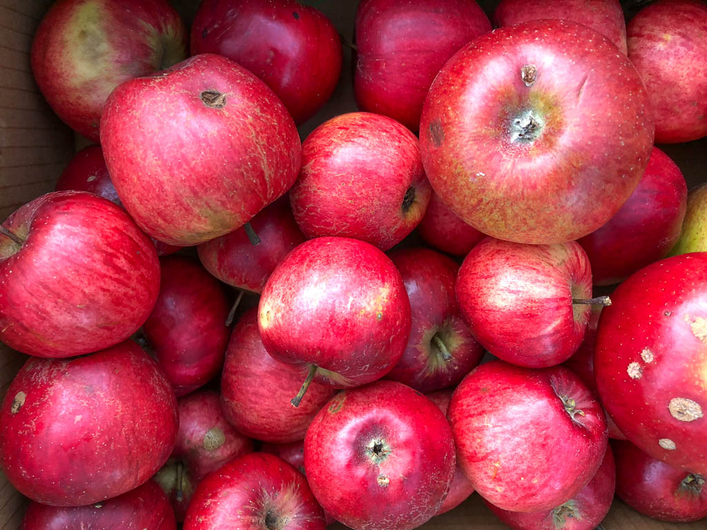 Berner Rosenapfel – Rohkost- und Tourentagebuch